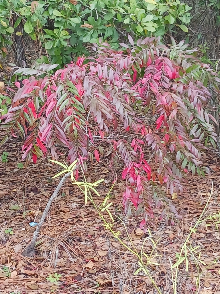 shining sumac from Pine Castle, FL, USA on December 15, 2023 at 01:15 ...