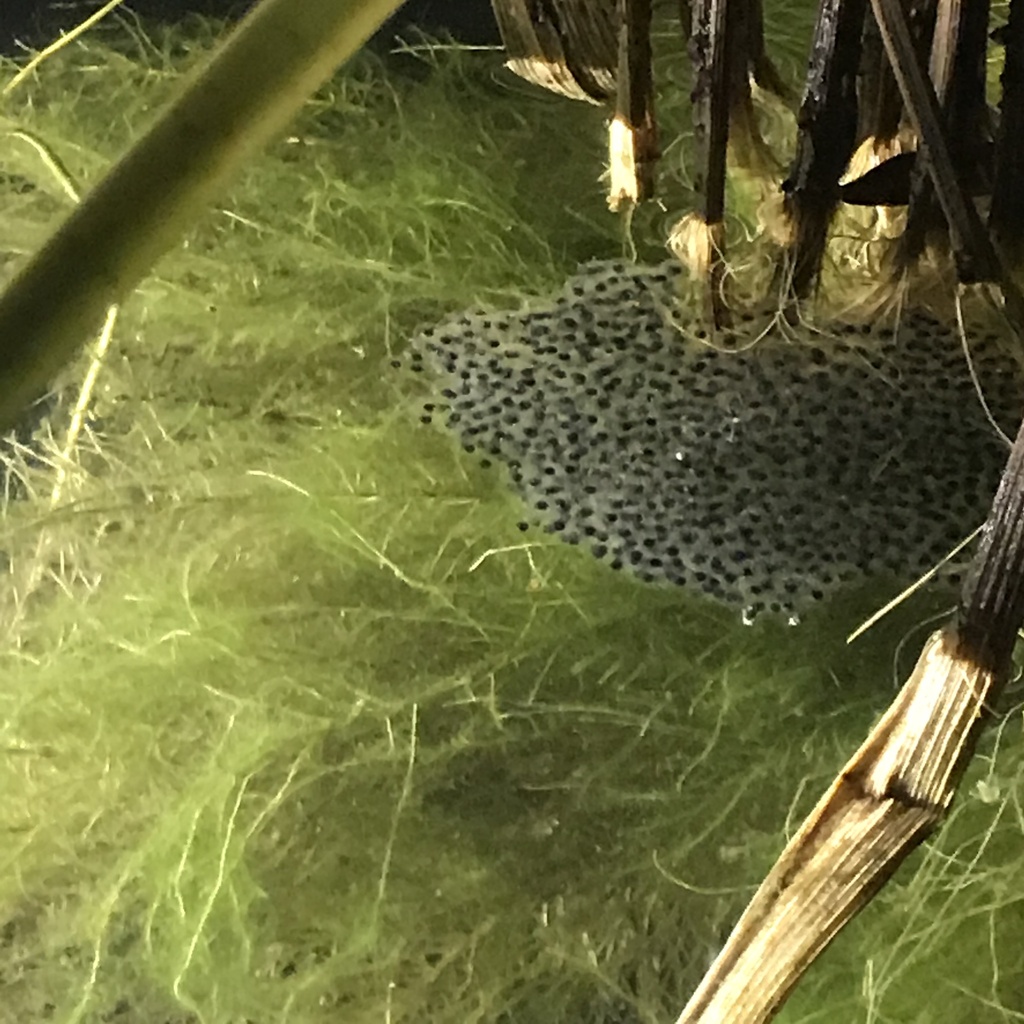 Southern Leopard Frog from Longwood Dr, Charlotte, NC, US on March 27 ...