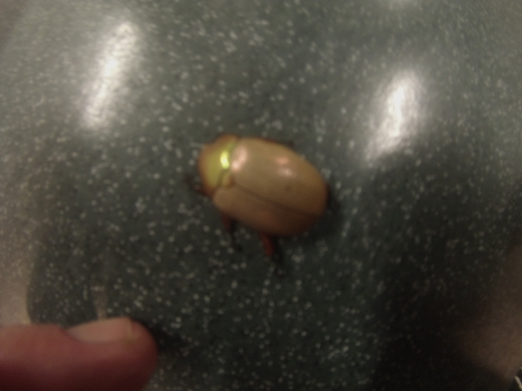 Christmas Beetles from Bobs Farm NSW 2316, Australia on December 15 ...