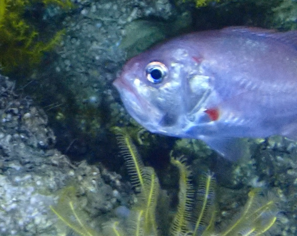 (Hoplostethus) - Marine Life Identification