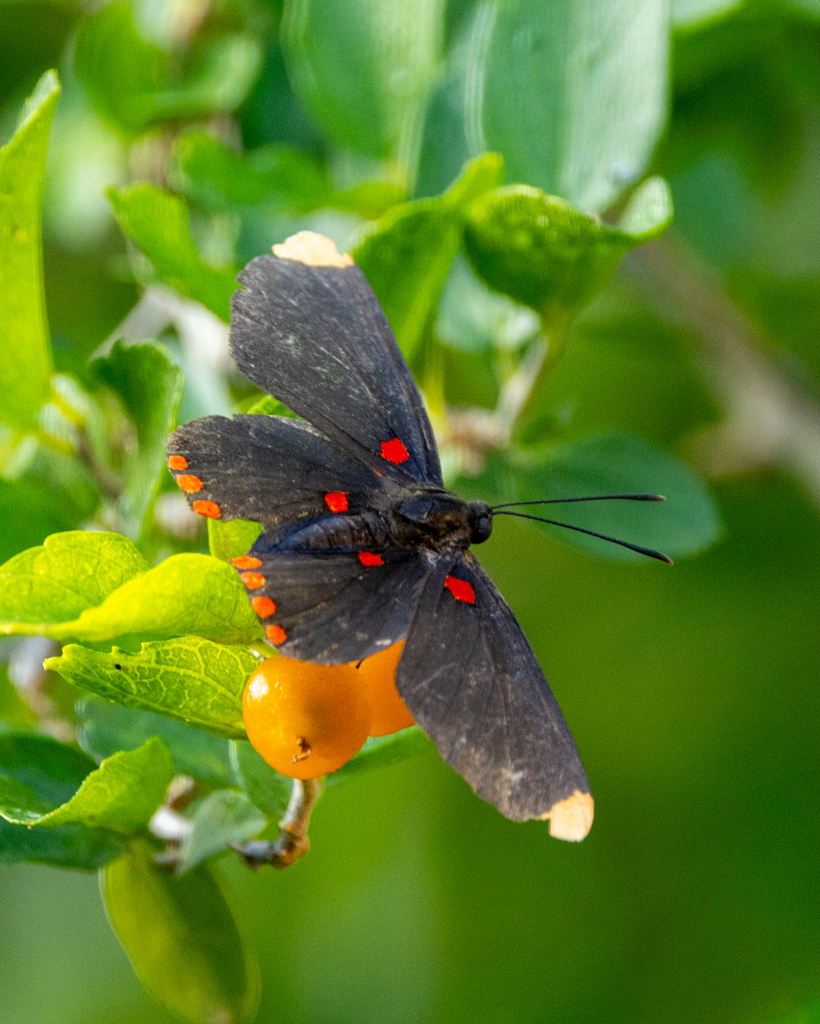 Red-bordered Pixie from Brownsville, TX, USA on December 9, 2023 at 06: ...
