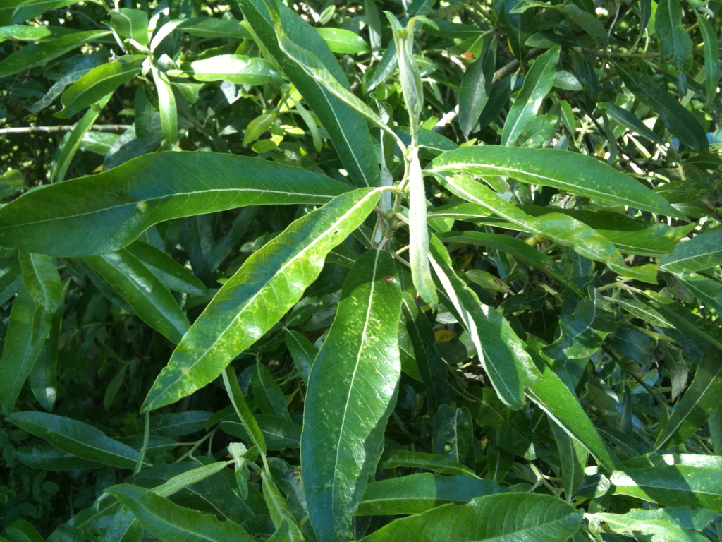 Arroyo Willow (LA Urban Forest Program) · iNaturalist