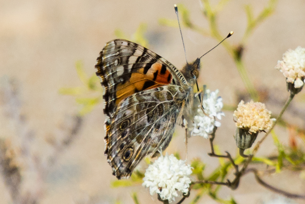 Painted Lady from Shell Canyon on March 31, 2019 at 02:41 PM by BJ ...
