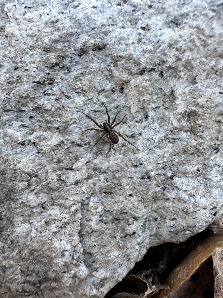 Wolf Spiders from Boonton Ave, Boonton, NJ, US on December 15, 2023 at ...