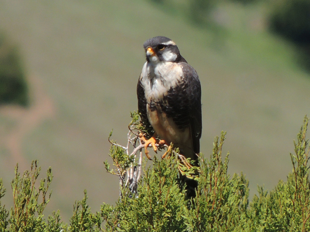 Aplomado Falcon from Huiliches, Neuquén, Argentina on December 13, 2023 at 12:02 PM by Simón Pla ...