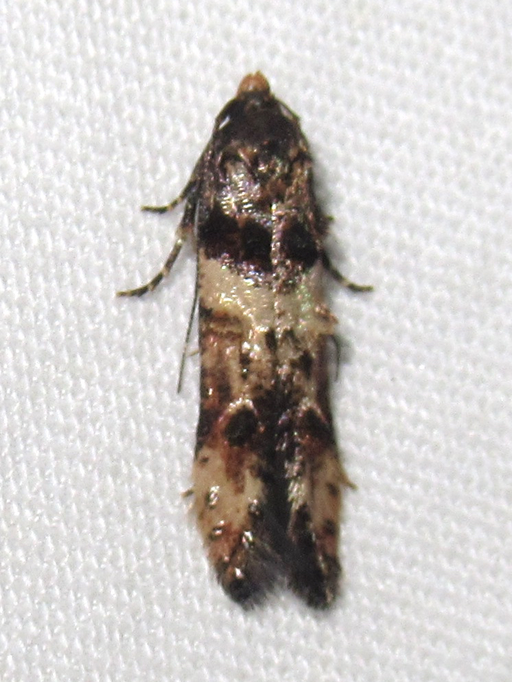 Sweet Clover Root Borer Moth from Hard Rock CG, Willamette NF, Lane Co ...