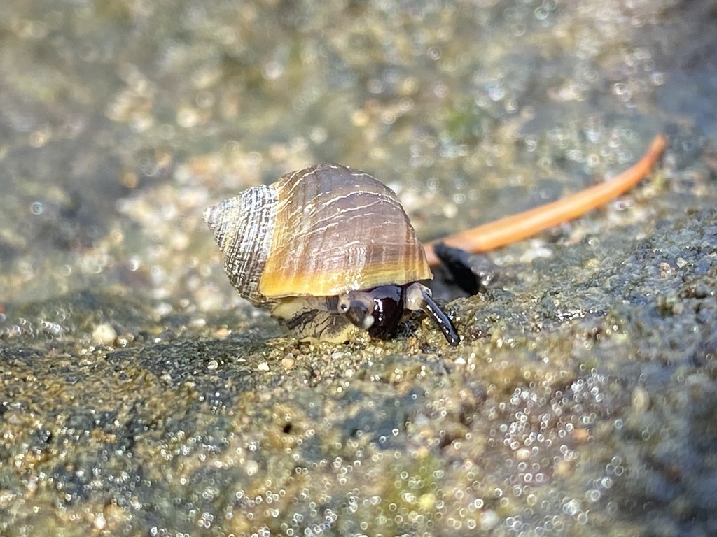 Common Periwinkle from Eld Inlet, Olympia, WA, US on December 15, 2023 ...