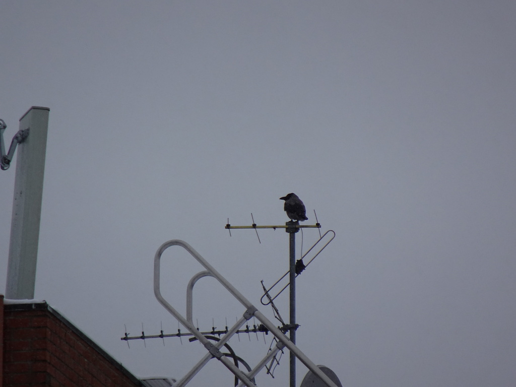 Hooded Crow from Ski, Norway on October 30, 2023 at 01:04 PM by Mika ...