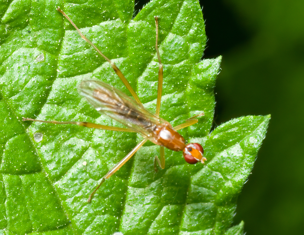 Compsobata univitta from Bryn Mawr, Minneapolis, MN, USA on June 15 ...