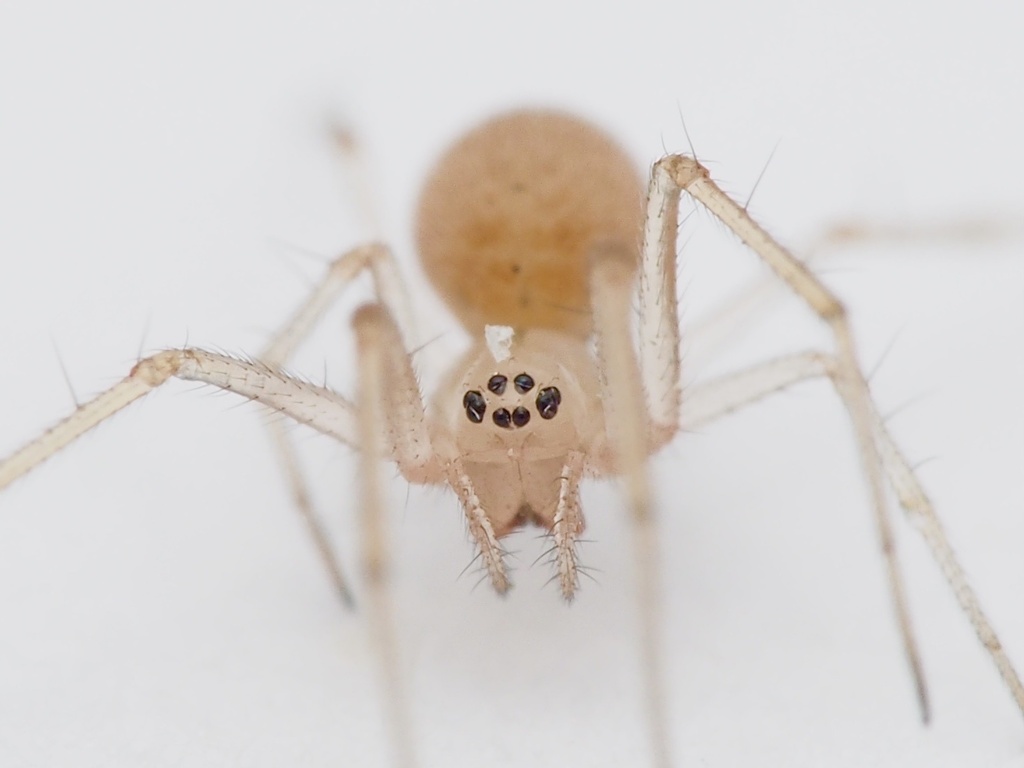 Diploplecta from North Island, Kaeo, Northland, NZ on December 15, 2023 ...