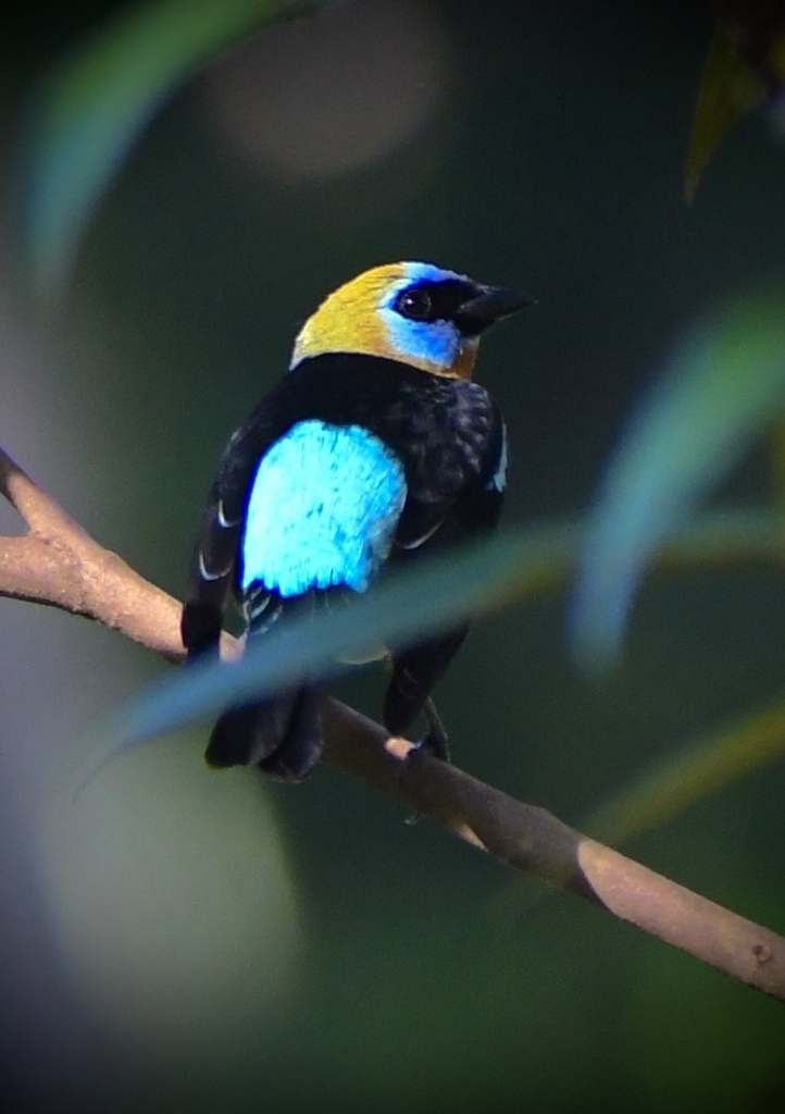 Golden-hooded Tanager from Colón, PA on December 15, 2023 at 09:05 AM ...
