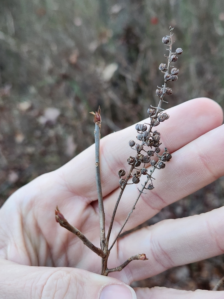 Sweet Pepperbush from Pitman, NJ 08071, USA on December 15, 2023 at 04: ...