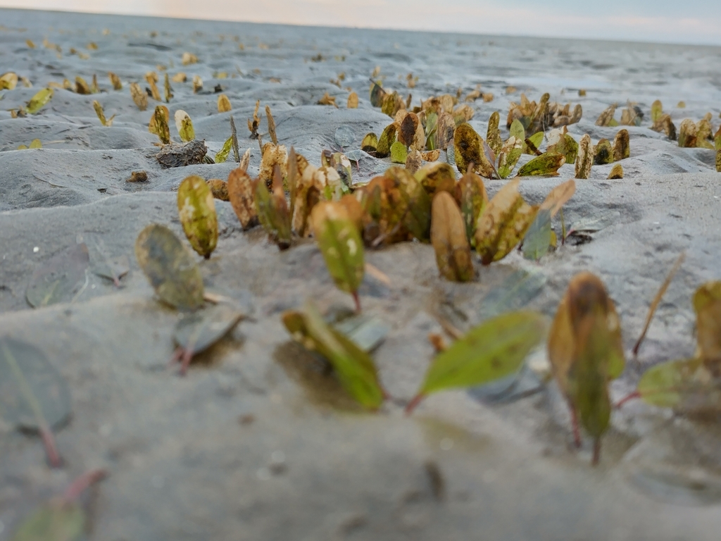 Sea Wrack from Australia on December 16, 2023 at 05:33 AM by dvk ...