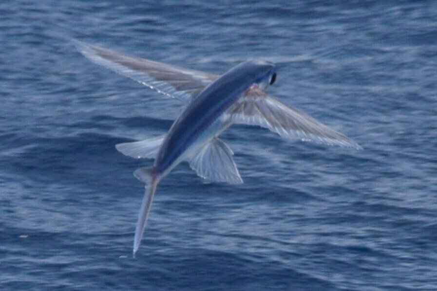 Spotfin Flyingfish on December 15, 2023 at 02:23 PM by dougiewainwright ...
