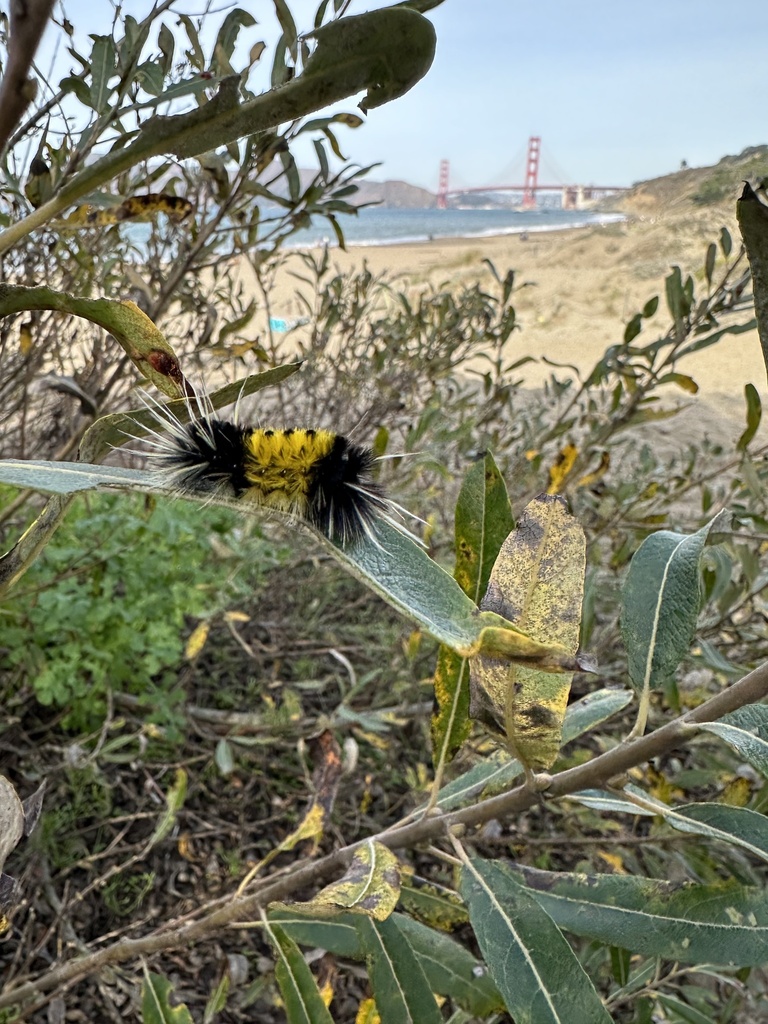 Spotted Tussock Moth from Baker Beach, San Francisco, CA, US on ...