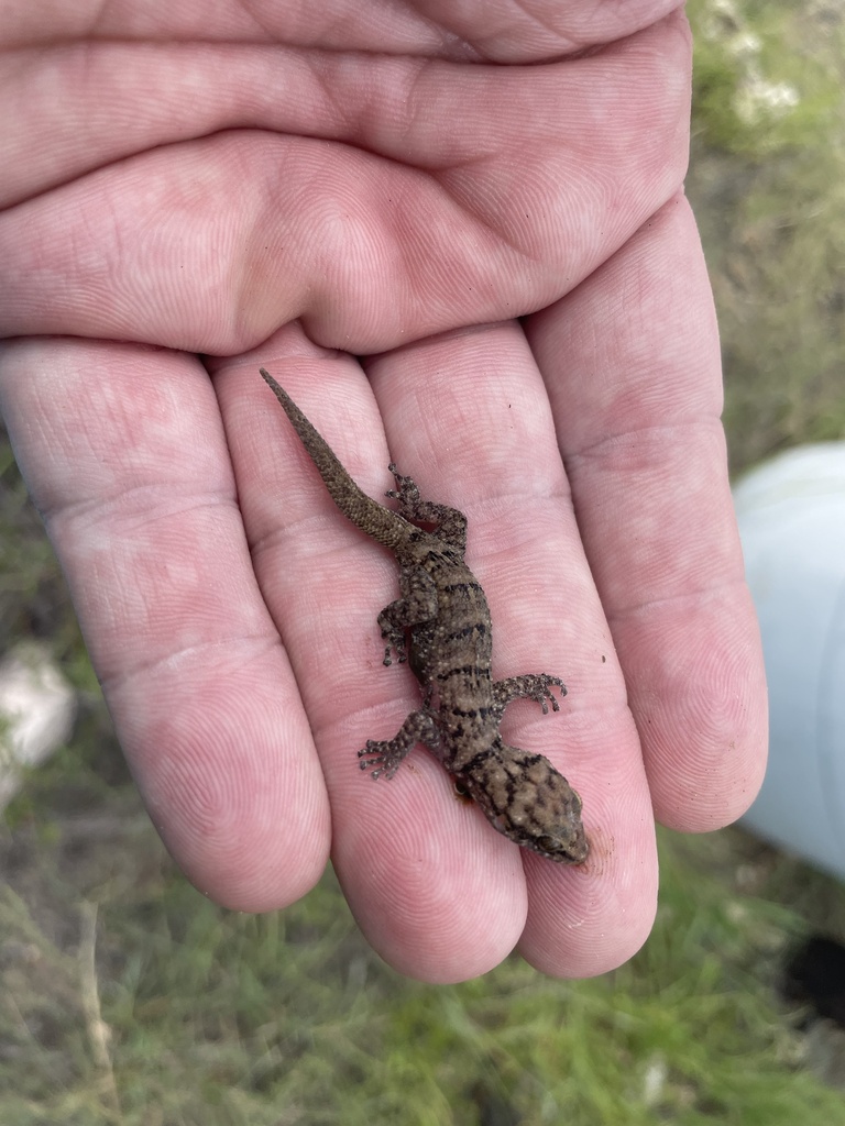 Aruba Leaf-toed Gecko from Arikok National Park, Santa Cruz, Aruba, AW ...