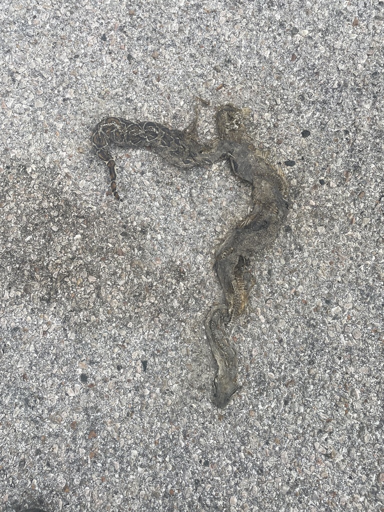 Boa Constrictor from Aruba, Sint Nicolaas, Aruba, AW on December 15 ...