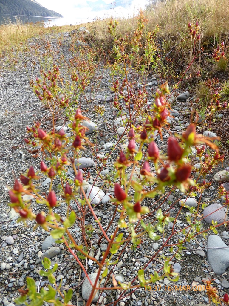 Common St. John's Wort from Mavora 9672, New Zealand on March 16, 2019 ...