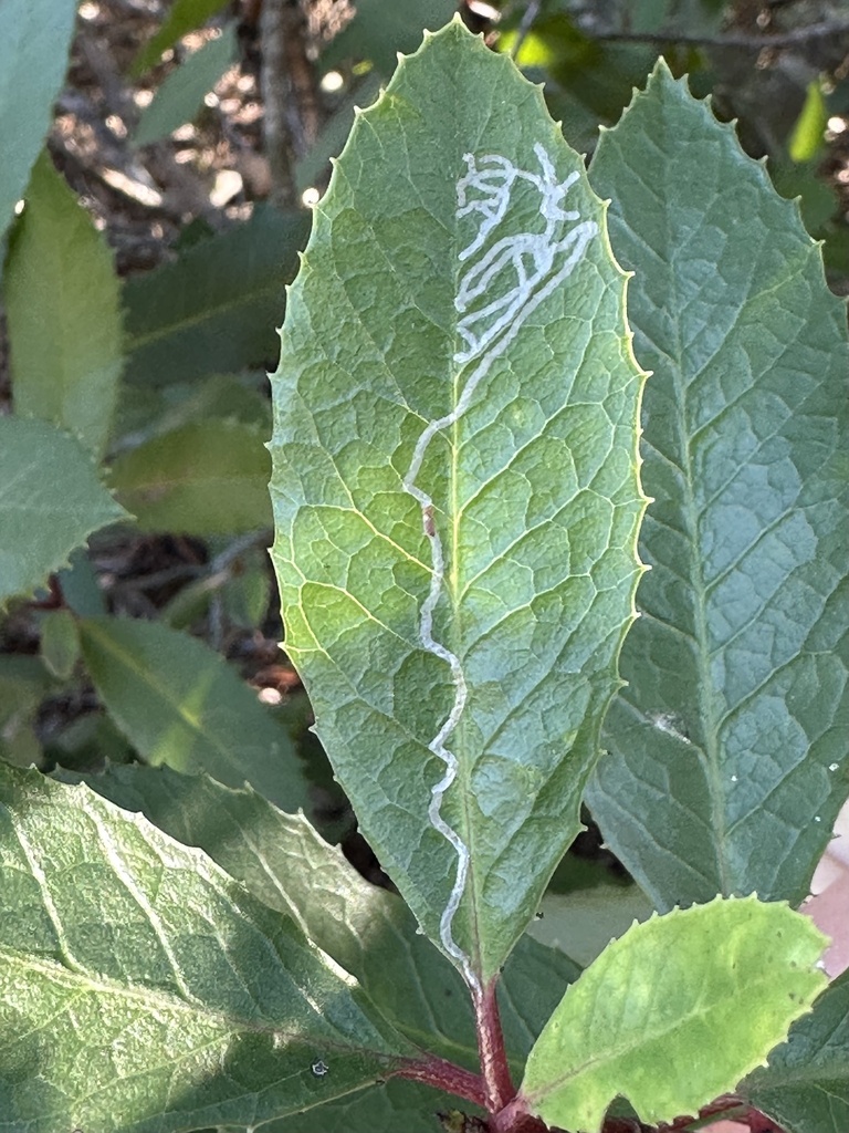 Stigmella heteromelis from Mission Trails Regional Park, San Diego, CA ...