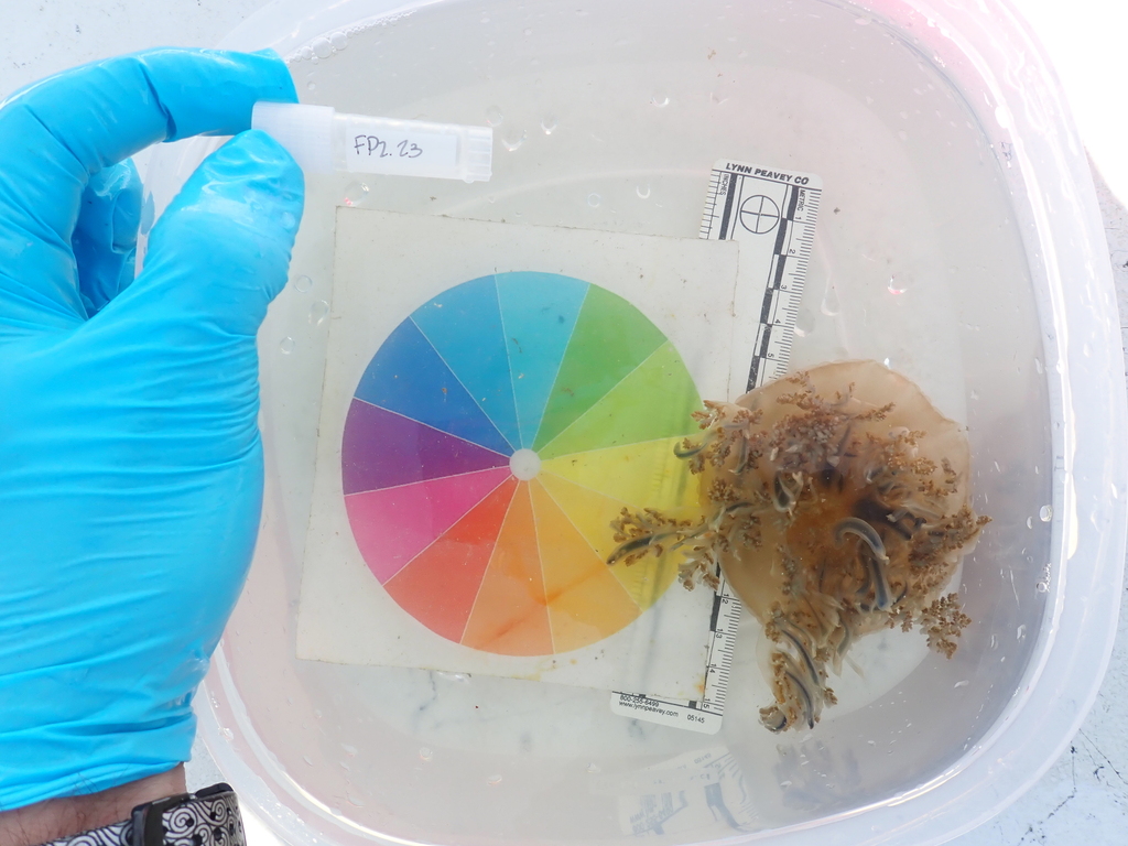 Cassiopea xamachana from St Lucie County, FL, USA on October 23, 2023 ...