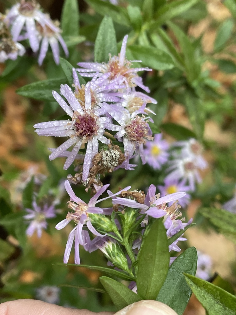 panicled aster from Randol Mill Park, Arlington, TX, US on December 15, 2023 at 03:25 PM by Sam ...
