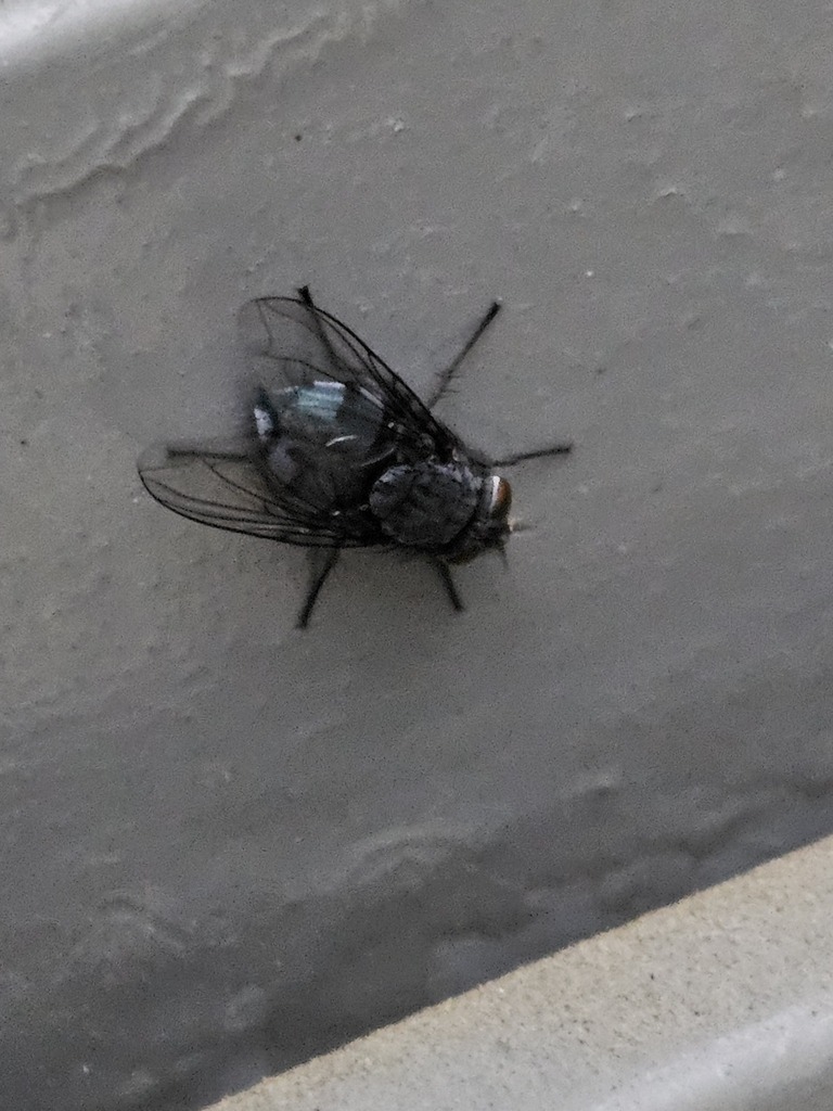 Bluebottle Flies from Θεσσαλονίκη, Ελλάδα on December 15, 2023 at 08:01 ...