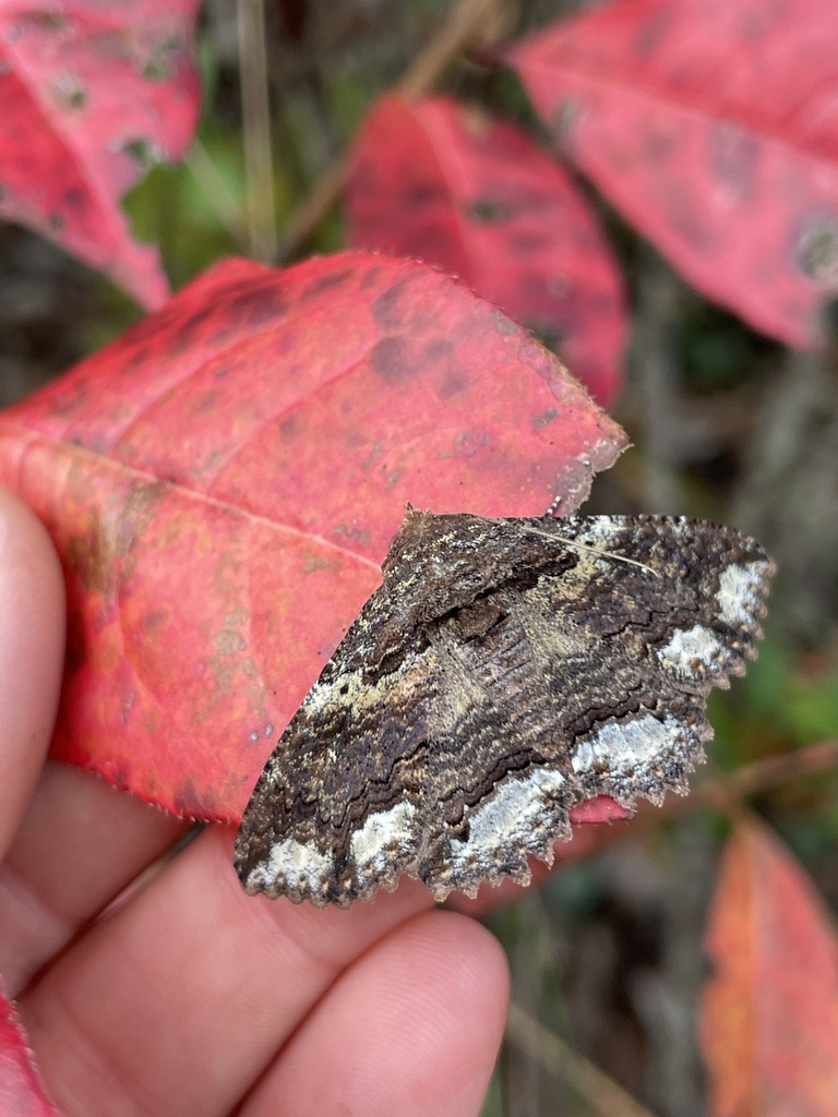 Lunate Zale Moth in December 2023 by lillybyrd · iNaturalist