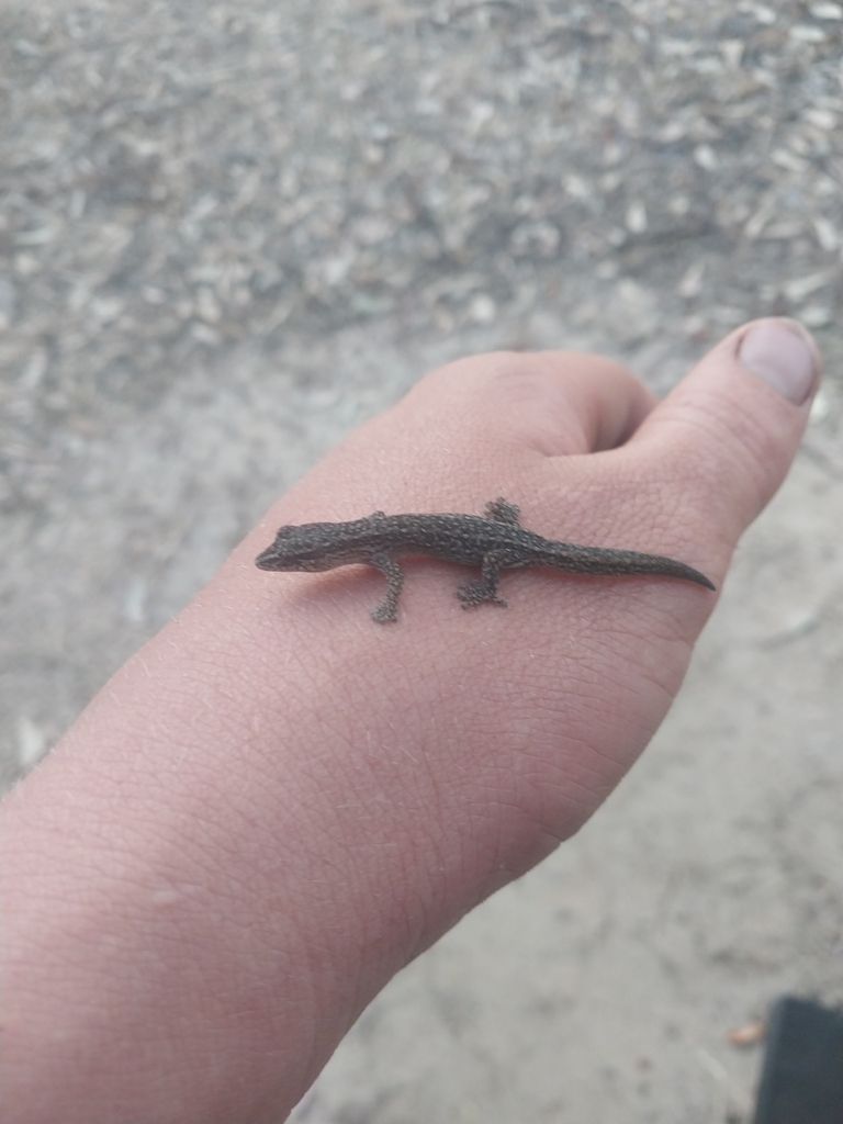 Southwestern Clawless Gecko from Williams WA 6391, Australia on ...
