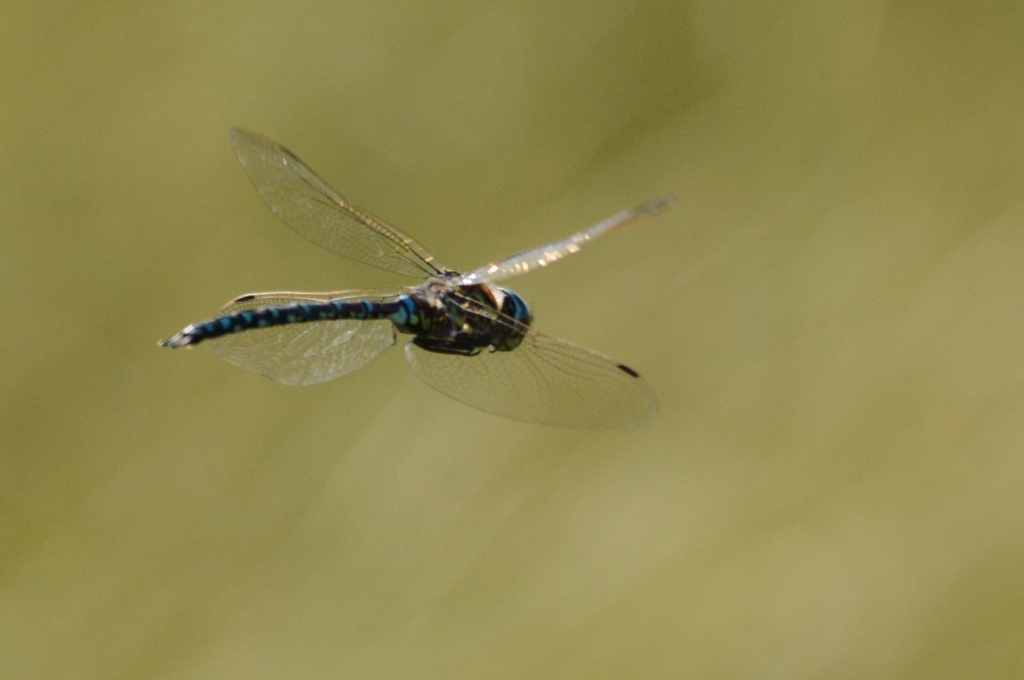 Sedge Darner from Czarny Dunajec, Polska on August 4, 2018 at 08:55 AM ...