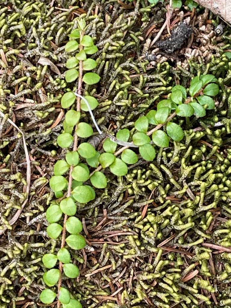 creeping snowberry from Fayston, VT, USA on May 12, 2023 at 01:05 PM by ...