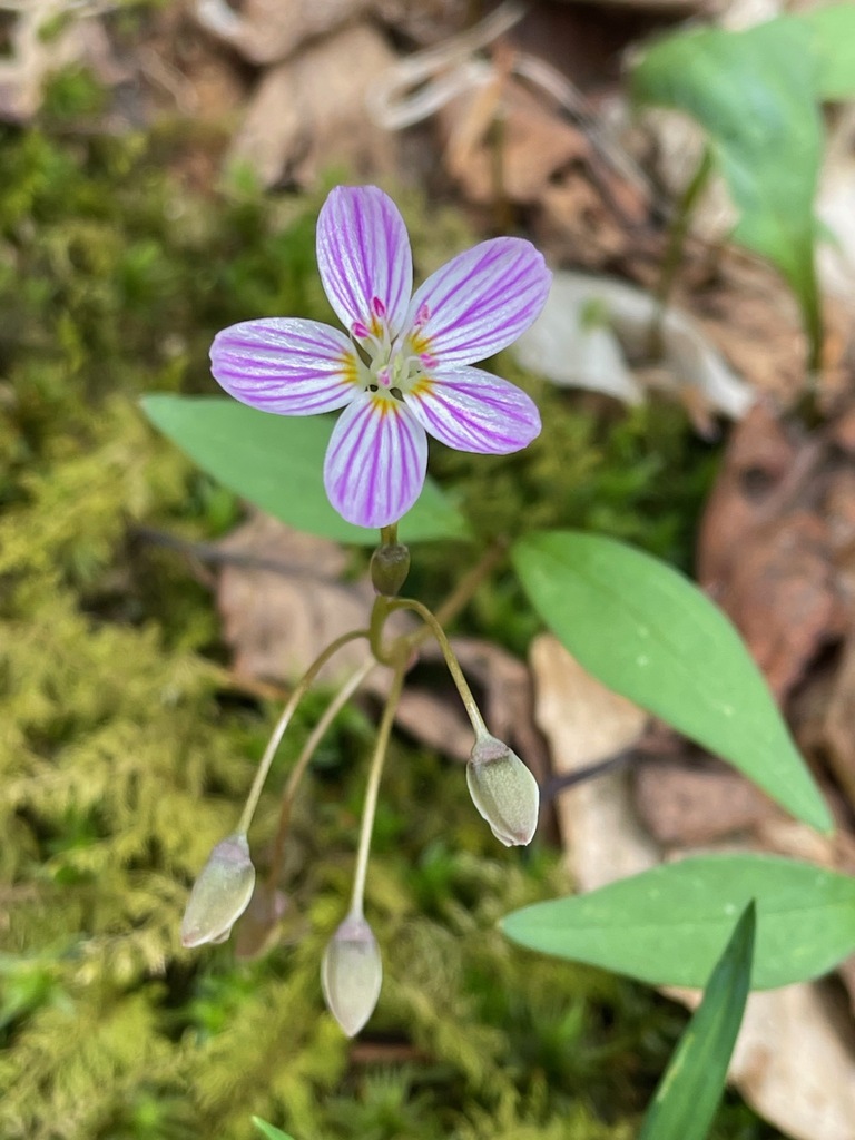 Carolina Springbeauty from Fayston, VT, USA on May 12, 2023 at 12:09 PM ...