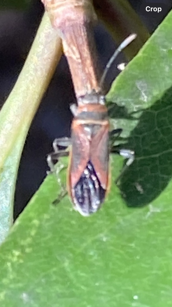 Swan plant seed bug from Burraneer Rd, Coomba Park, NSW, AU on December ...