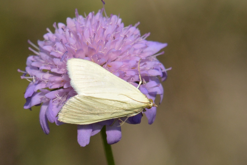 Carrot Seed Moth from Pińczów, Polska on July 21, 2018 at 03:14 PM by ...