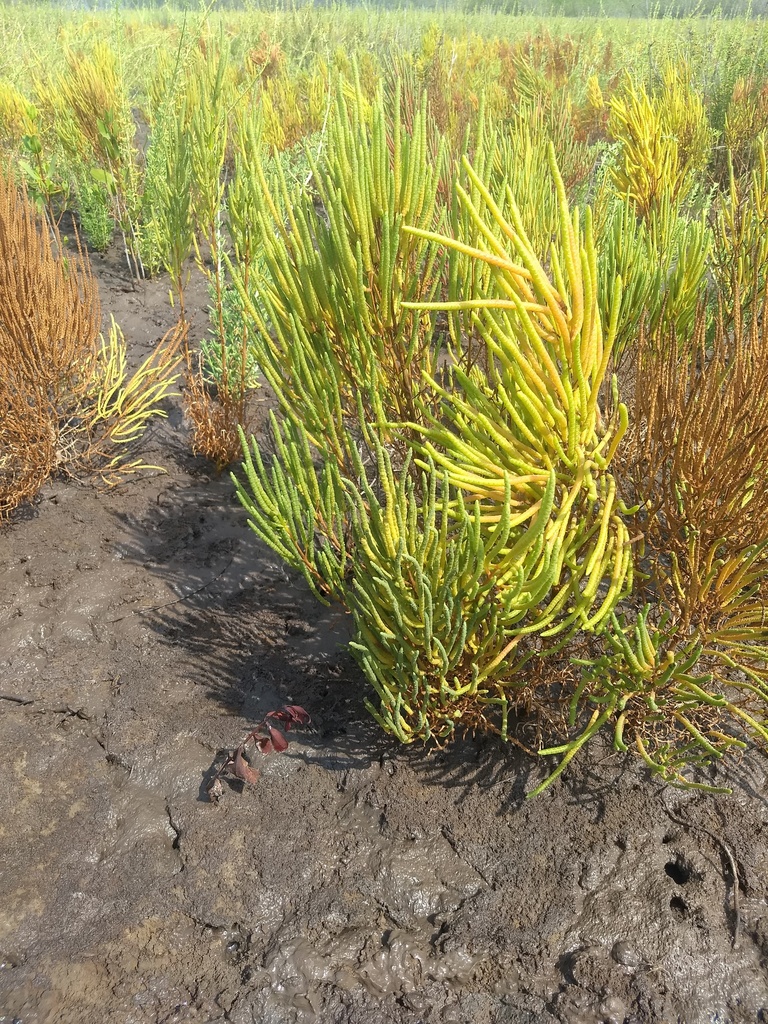 Dwarf Glasswort from Rosamorada, Nay., México on June 2, 2022 at 10:16 ...