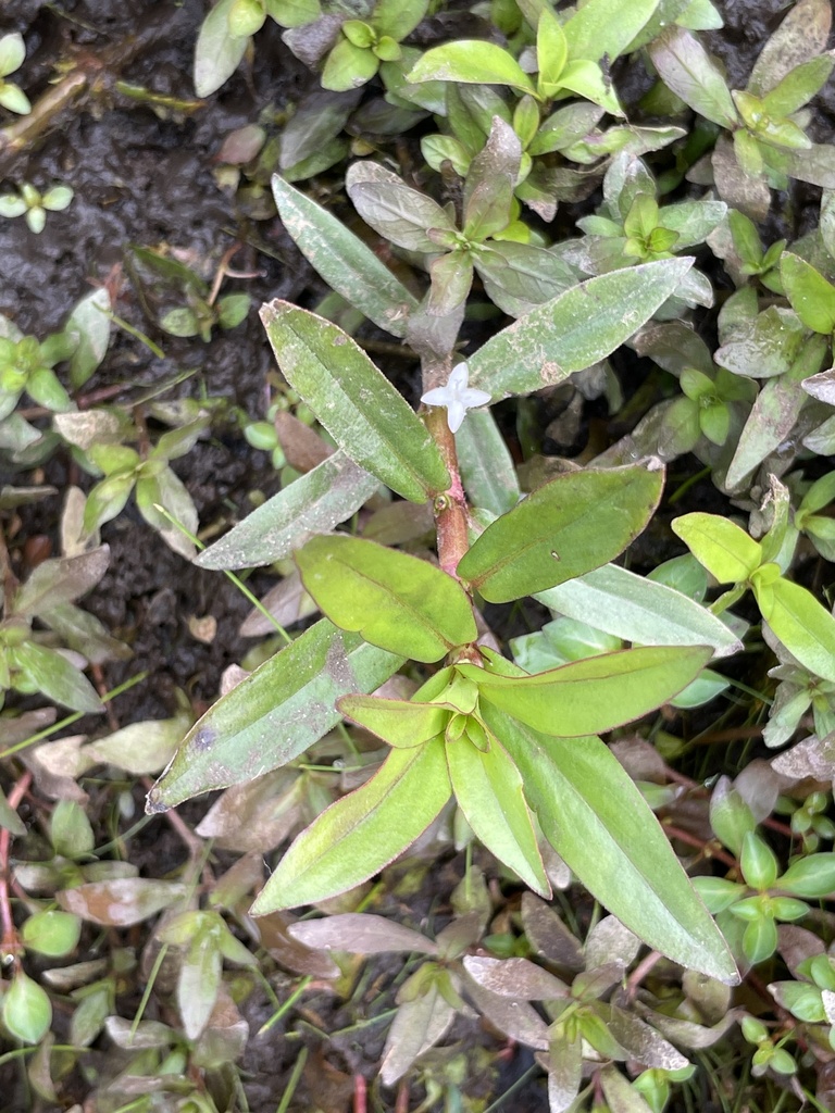 Indian Swampweed from Orlando International Airport, Orlando, FL, US on ...