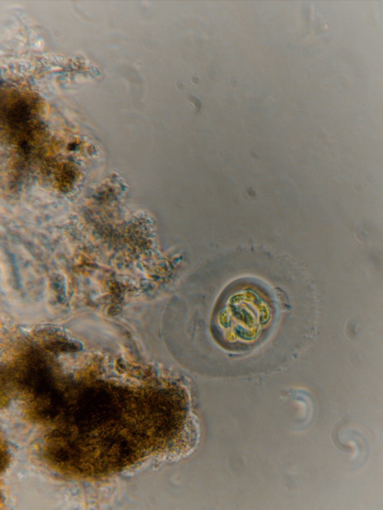 Nephrocytium from Asheville Hwy, Hendersonville, NC, US on November 7 ...