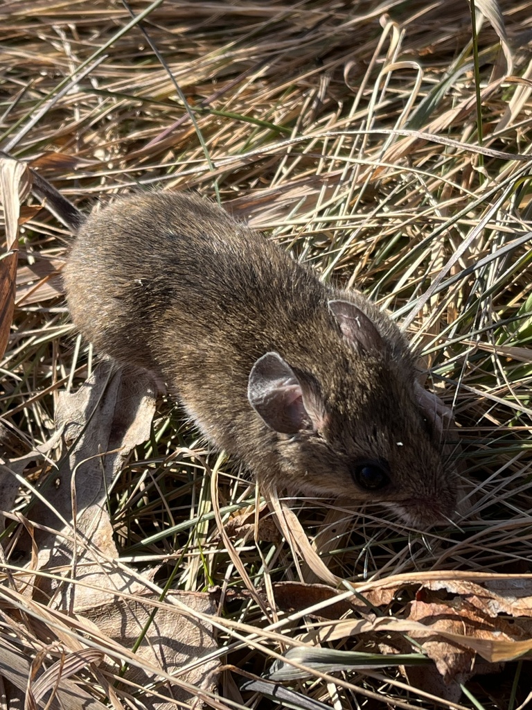 North American Deer Mice from Maurice Dr, Brunswick, ME, US on December ...