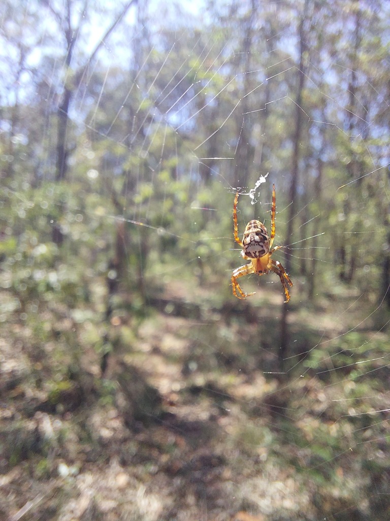 Eastern Bush Orbweaver from Brisbane QLD, Australia on December 16 ...