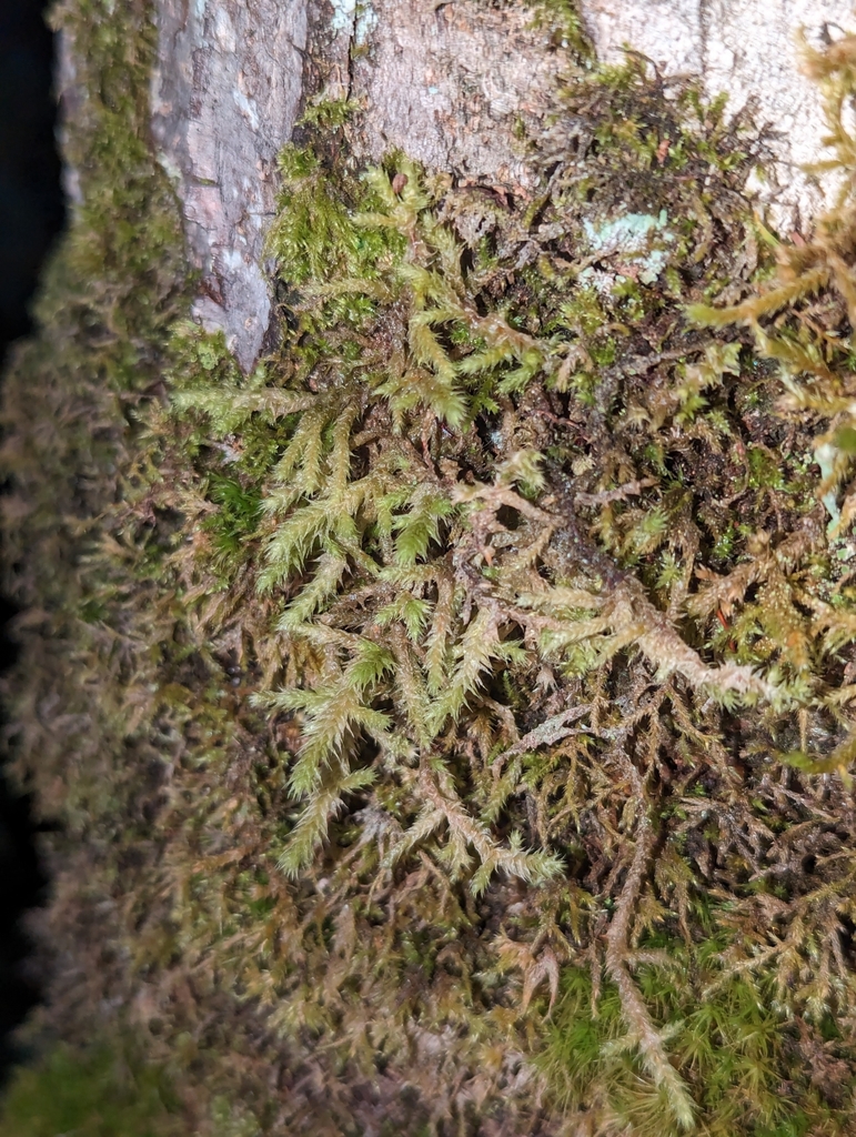 mosses from Duvall, WA 98019, USA on December 15, 2023 at 04:36 PM by ...