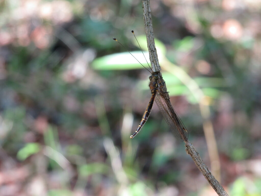 Australian Common Owlfly from Brisbane QLD, Australia on December 16 ...