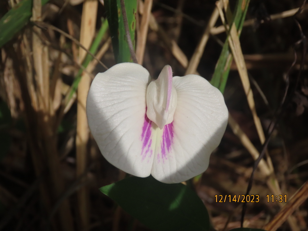Sentro from CV55+PMM Parque Nacional Julio Enrique Monagas, Bayamón ...