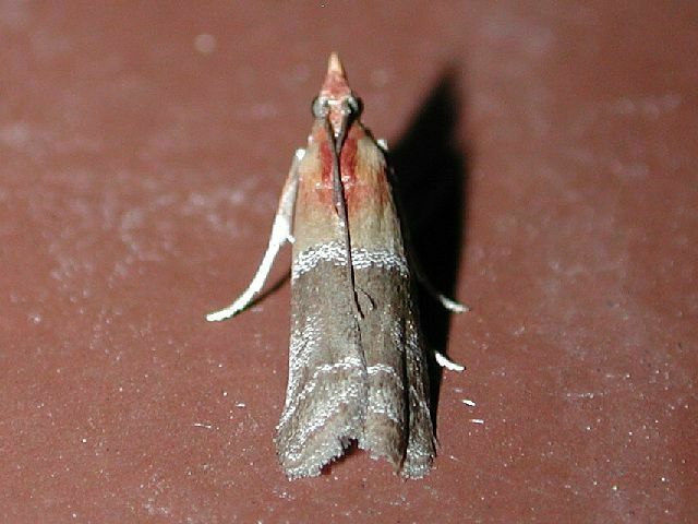 Paler Moodna Moth from Floyd Bennet Field, Brooklyn, NY, USA on ...