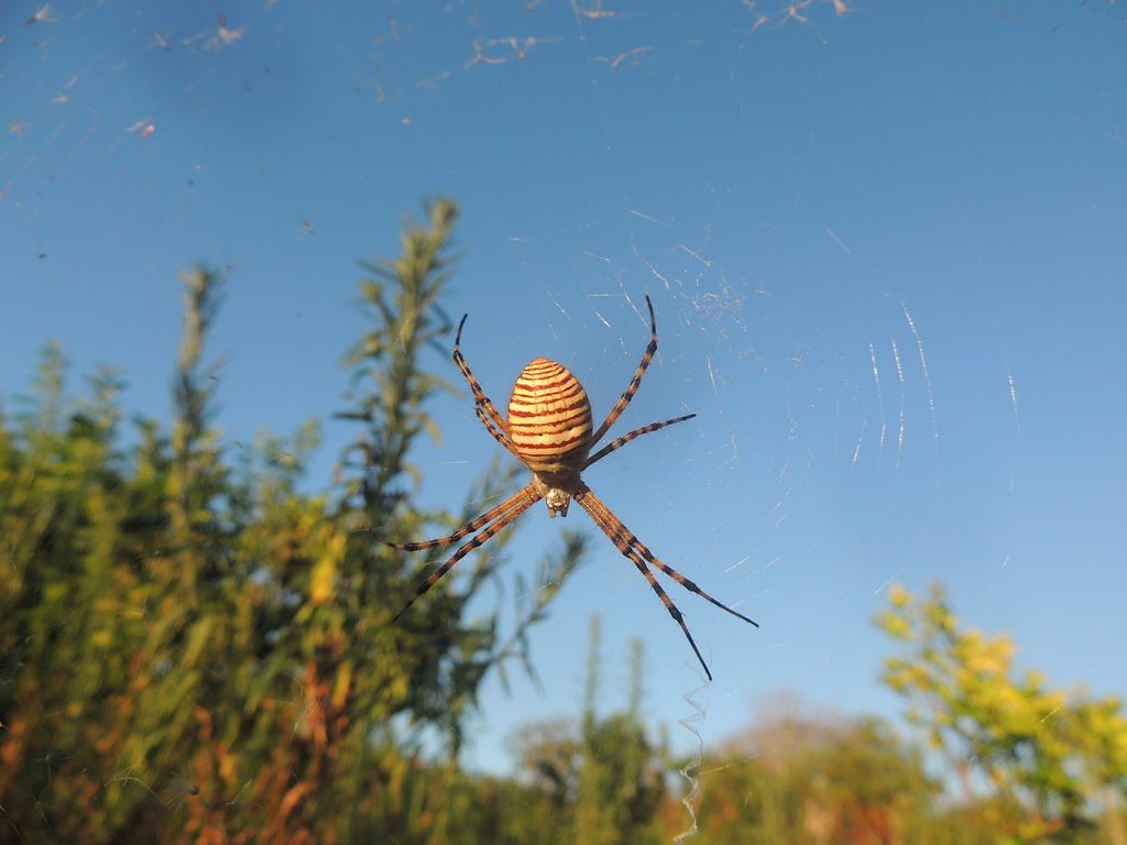 Banded Garden Spider from San José, Atenas, Purires, Costa Rica on ...