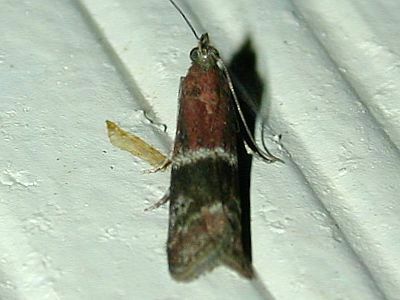 Darker Moodna Moth from Floyd Bennet Field, Brooklyn, NY, USA on June 7 ...