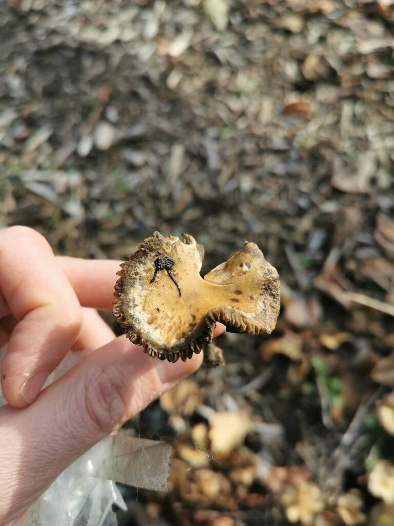 Wavy Cap in December 2023 by splashed4547. Slugs seem to like them too ...