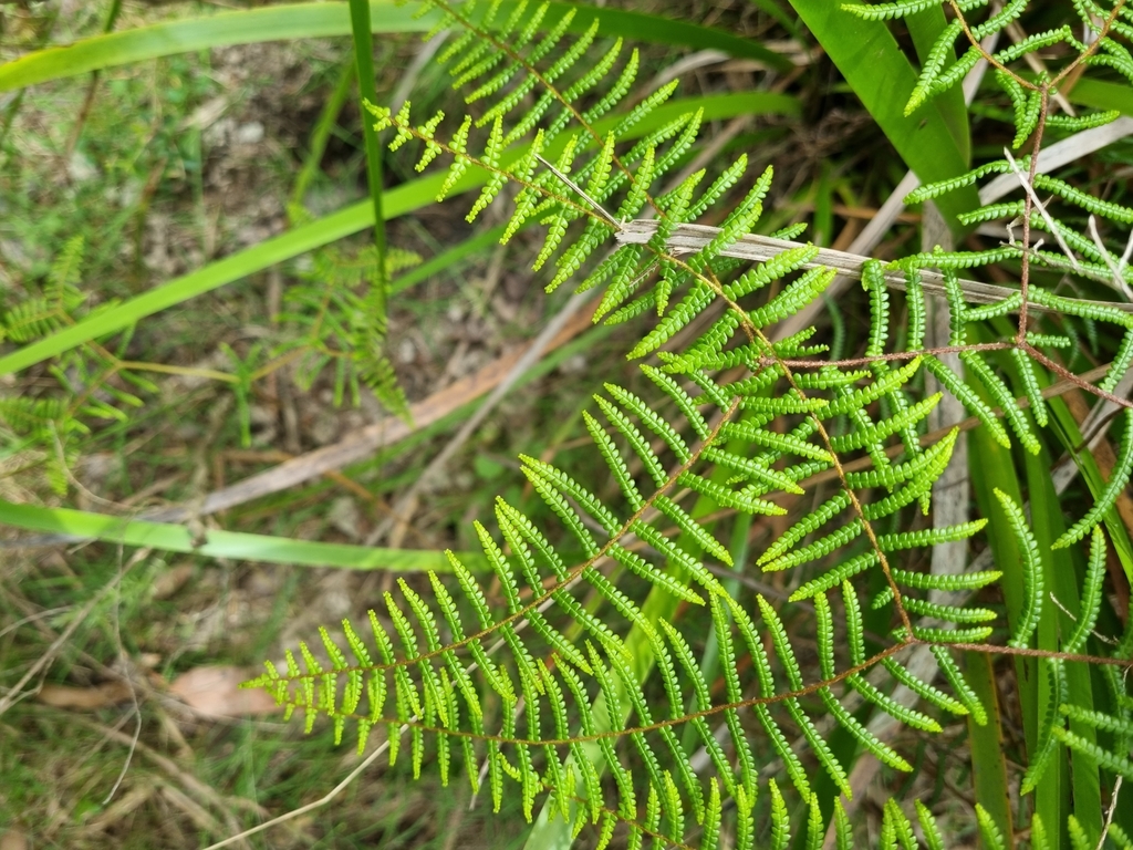 scrambling coral-fern from Cardinia - Pakenham, AU-VI, AU on December ...