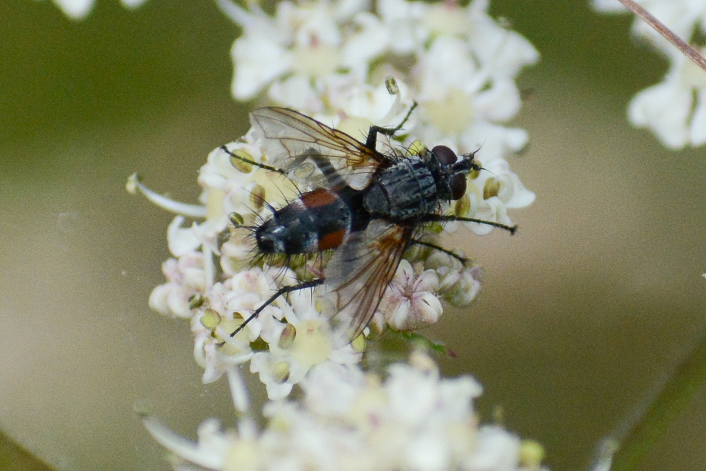 Red Spotted Parasite Fly from Rutland, UK on July 16, 2023 at 09:12 AM ...