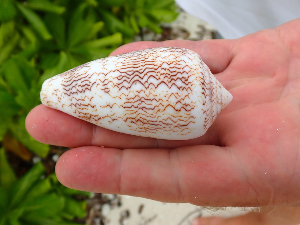 Textile Cone from Abaiang Island, Kiribati on December 13, 2023 at 11: ...