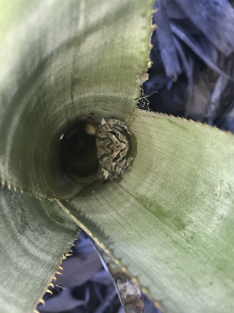 Baja California Tree Frog from Catalina Heights Way, Vista, CA, US on ...