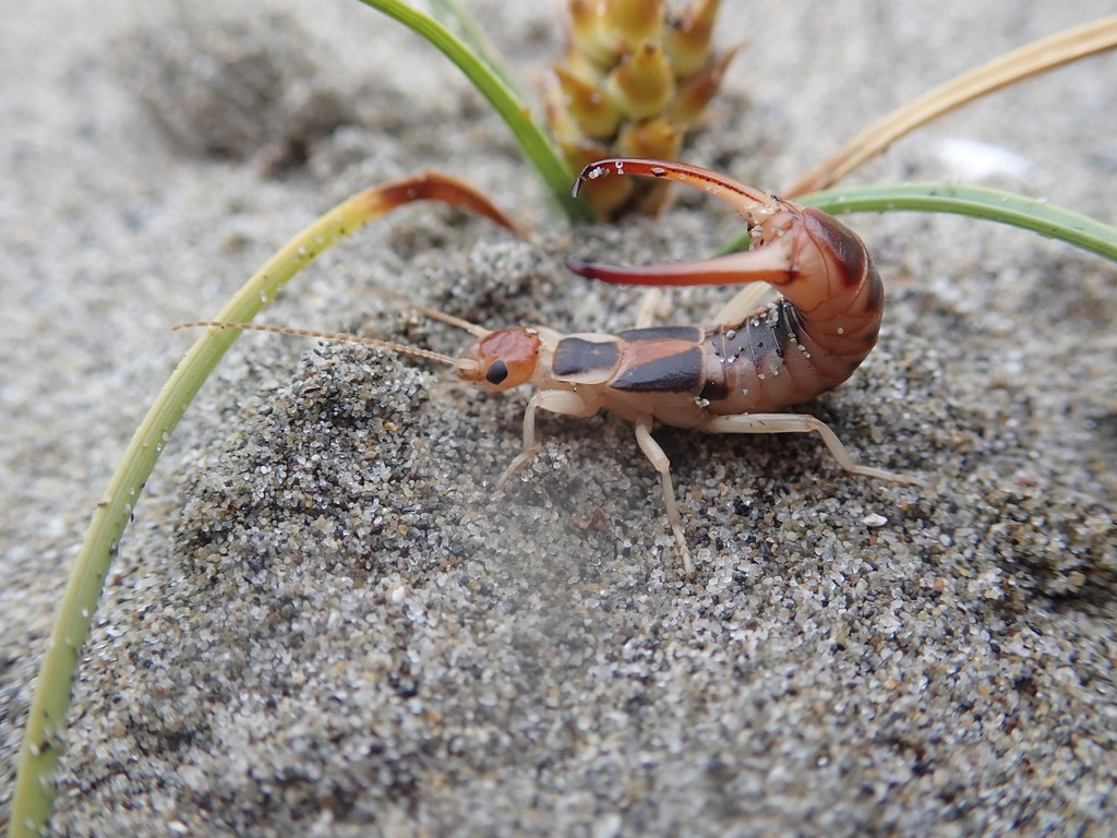 Shore Earwig from Himatangi Beach 4891, New Zealand on December 16 ...